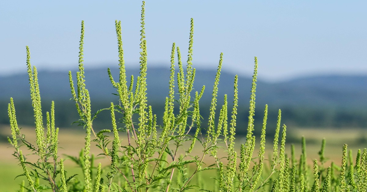 Neophyten erkennen und richtig beseitigen