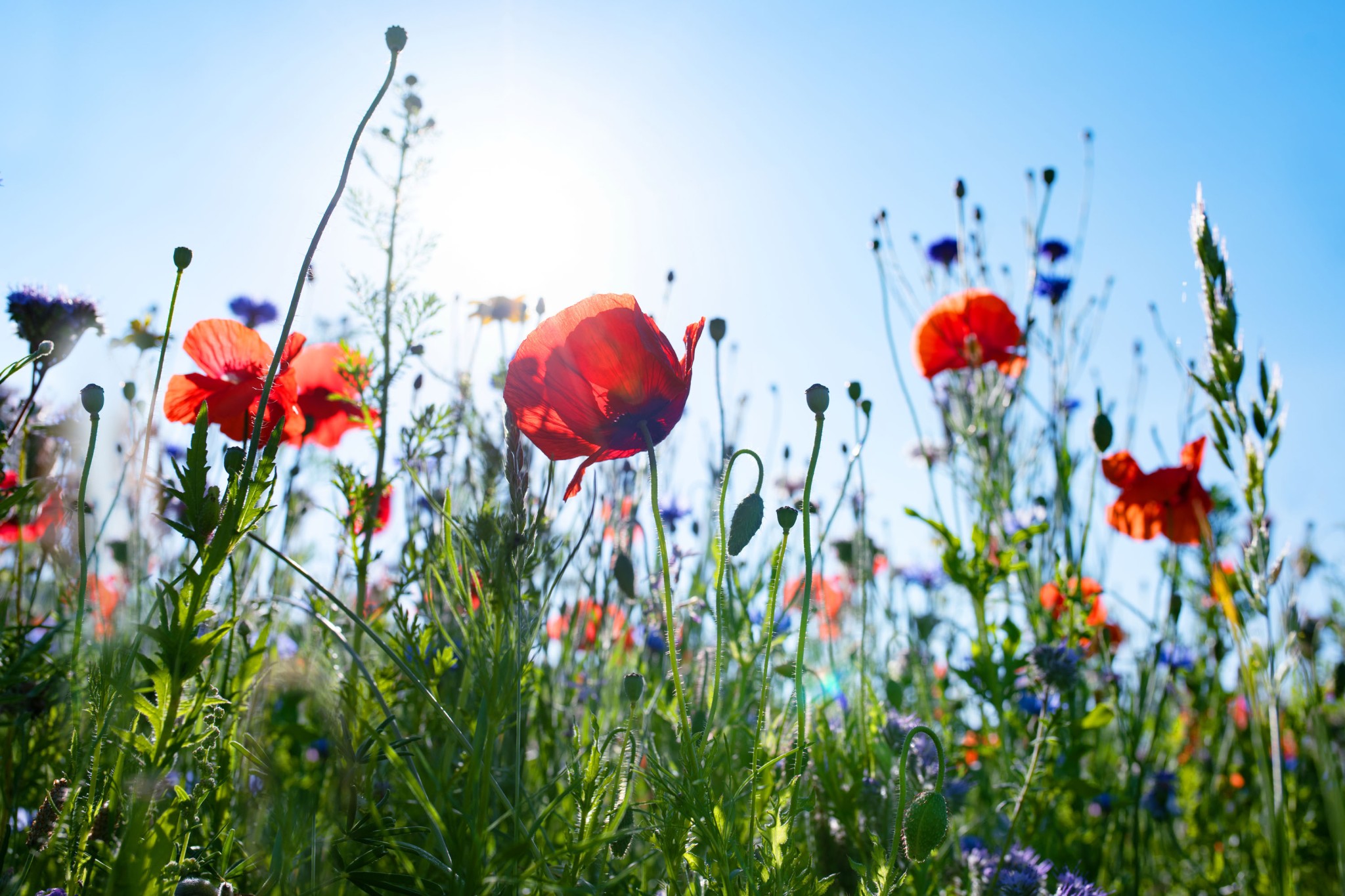 Wildblumenwiese anlegen im Garten: So geht’s